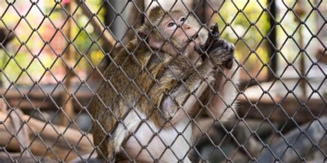 Leading Supermarkets Ban Thai Coconut Products Harvested By Monkey Slaves Totally Vegan Buzz