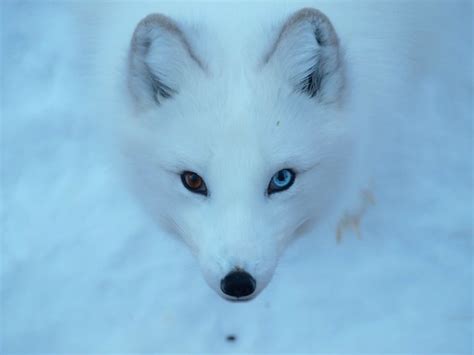 Arctic Fox Flickr Photo Sharing