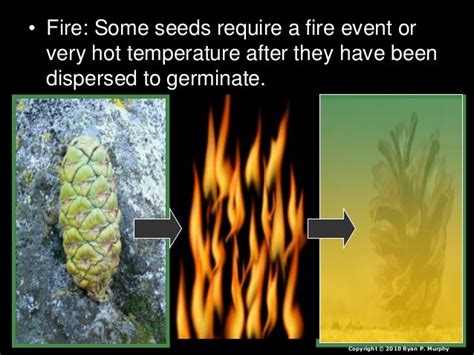 Fire Ecology Lesson Powerpoint Let It Burn Philosophy