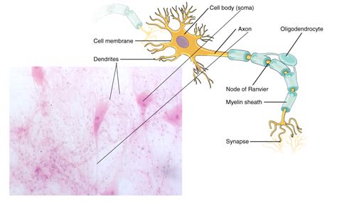Draw A Neat Labelled Diagram Of Multipolar Myelinated