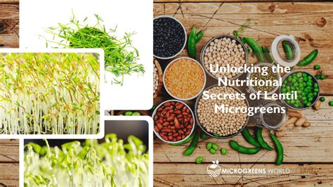 Unlocking The Nutritional Secrets Of Lentil Microgreens