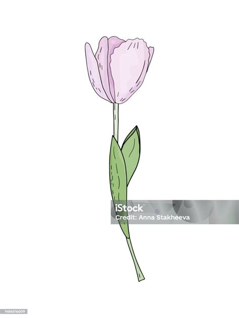 손으로 그린 벡터 봄 분홍색 튤립은 흰색 배경에 분리된 단풍이 있다 배경 어머니의 날을 위한 튤립 꽃 카드를 위한 포장지 패턴 청첩장 결혼식에 대한 스톡 벡터 아트 및 기타