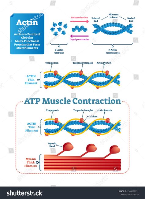 Actin Vector Illustration Labeled Diagram Protein Stock Vector Royalty