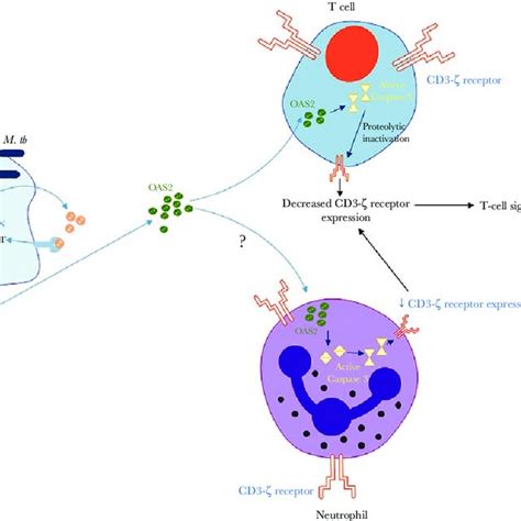 Interferon Ifn Inducible Oligoadenylate Synthetases Oass Are Download Scientific