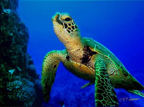 Green Sea Turtle Courtesy Of Chris Neltner Dugongs And Sea… Flickr