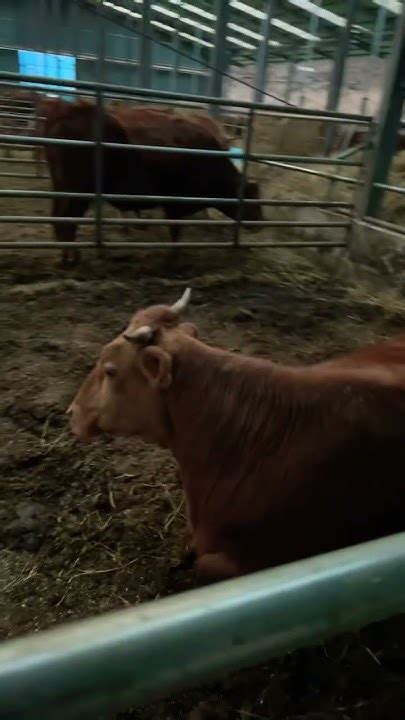 소 우사 한우 시골사람 등판 넓소 Youtube