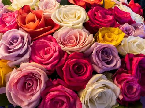 27 Roses Images Download Free Images On Unsplash