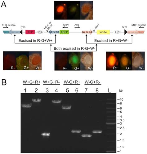 Phenotypes And PCR Analysis Of Vector Sequences In Line TS51D And Their Download Scientific