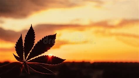 Beautiful Commercial Cannabis In The Amazing Sunset Background Close