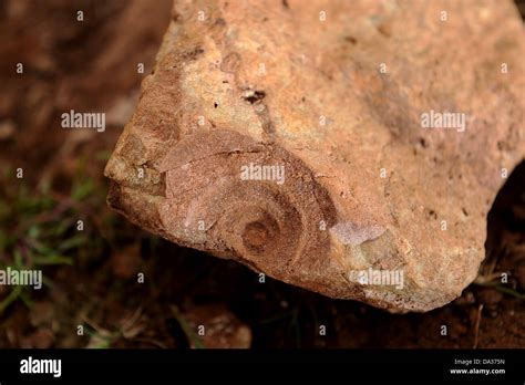 A Snail Fossil That Has An Anti Clockwise Spiral On Its Shell Showing