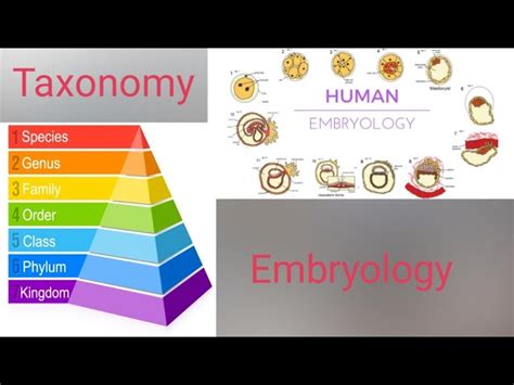 Human Taxonomy Chart