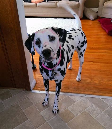 Look At What You Did To My Face 💋 Rdalmatians