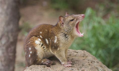5 Surprising Facts About The Spotted Tailed Quoll Wwf Australia