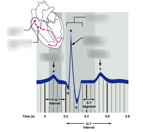 Ecg Diagram Diagram Quizlet