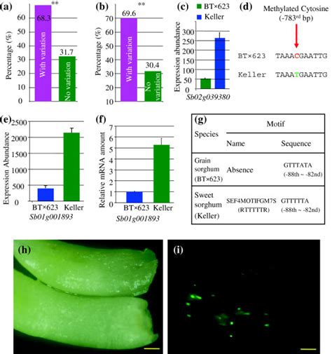 Investigation Of Promoter Variation And Dna Methylation A