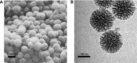 seM (A) and TeM (B) images of MsNs. Abbreviations: MSN, mesoporous ...