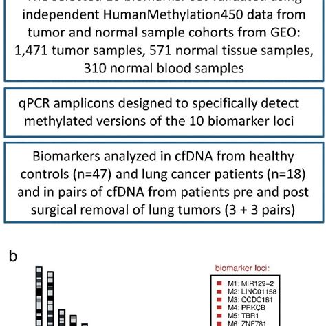 A A Flowchart Of The Study B A Human Ideogram Showing Chromosomal