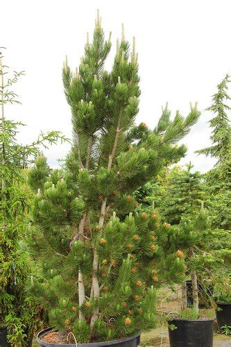 Pinus Heldreichii Satellit Pinus Heldreichii Var Leucodermis