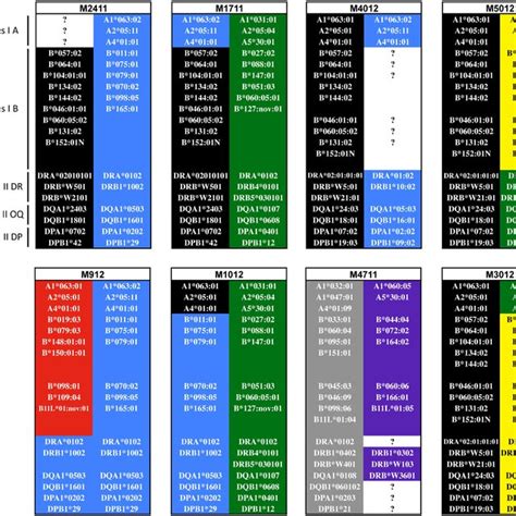 Mhc Haplotypes Of Donor Recipient Pairs The Mhc Class I A And B Loci Download Scientific