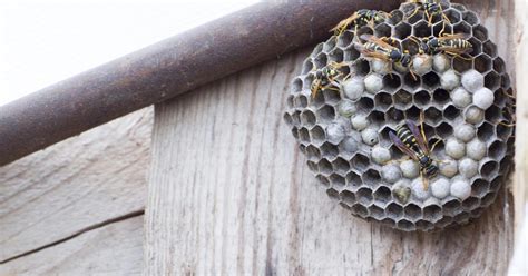Wasp Pest Control East Auckland Get Rid Of Wasps