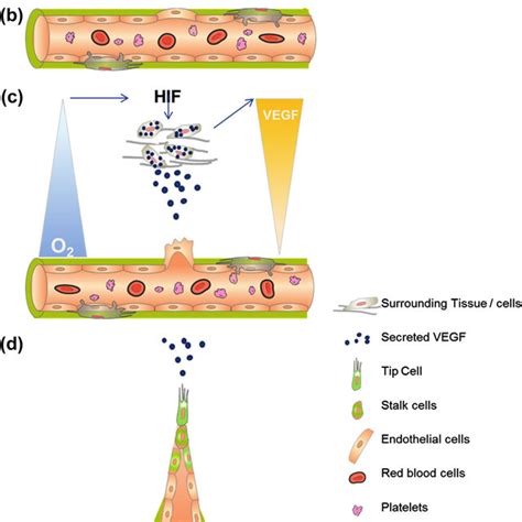 Pdf Vascularization Survival And Functionality Of Tissue Engineered Constructs
