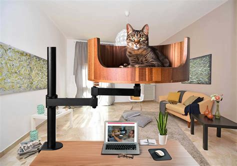 Can I Give My Cat 500mg Amoxicillin Heres What To Know Desk Cat Nest