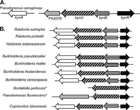 The Kynr Gene Is Conserved In Other Gram Negative Bacteria That Have