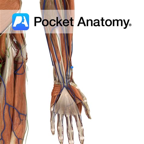 Radial Artery Pocket Anatomy