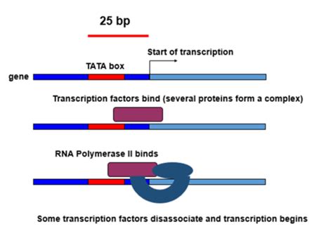 Tata Box Transcription Start