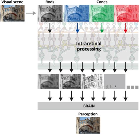Image Processing In The Retina The Retina Does Not Simply Relay An
