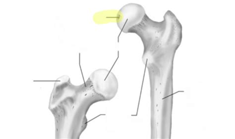 Bones Quiz 2 Flashcards For Anatomy Study Flashcards Quizlet