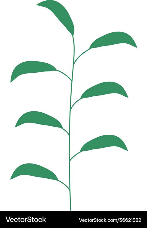 Stem With Leaves Royalty Free Vector Image Vectorstock