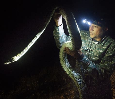 Python Hunt Fuels Fashion For Fla Business Krem Com