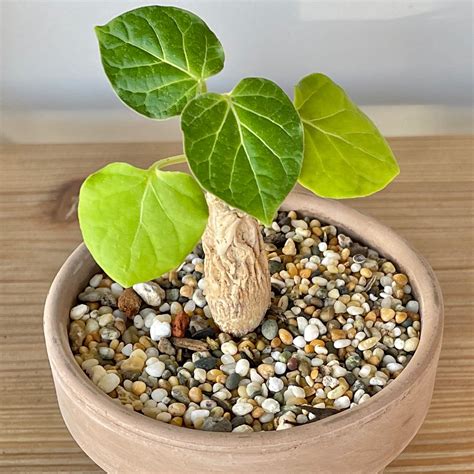 Matelea Gonolobus Cyclophylla Cloud Hidden Plants Houseplants Succulent Bonsai And Caudex