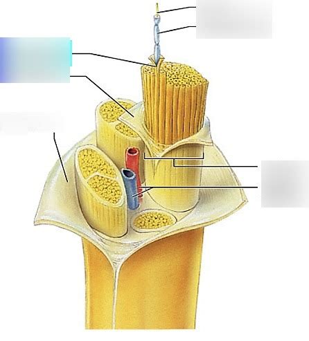 Nerve Structure Diagram Quizlet