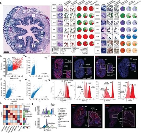 Tissue And Cellular Spatiotemporal Dynamics In Colon Aging Pmc