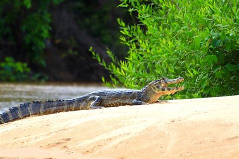 Wildlife Pantanal Tours Cuiaba All You Need To Know Before You Go