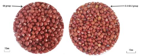 Vigna Angularis Sample Diagram Note The Gs Group Shows Vigna