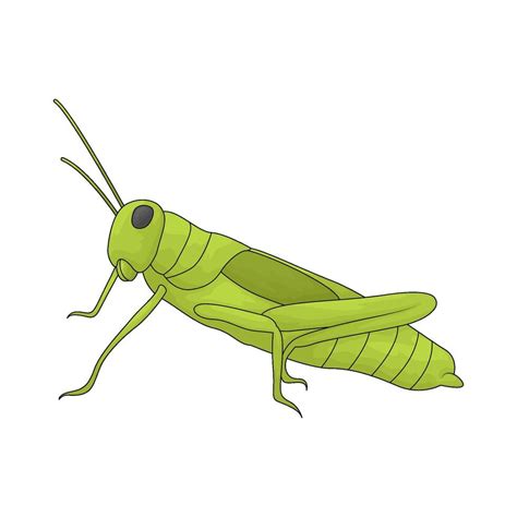 Grasshopper Species Vector Art Icons And Graphics For Free Download