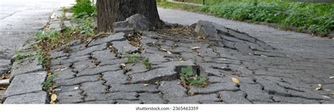 Tripping Over Tree Root Images Stock Photos Vectors Shutterstock