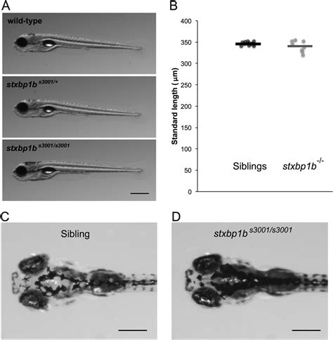 Morphology Of Stxbp1bs3001 Mutant Zebrafish A Both Heterozygous