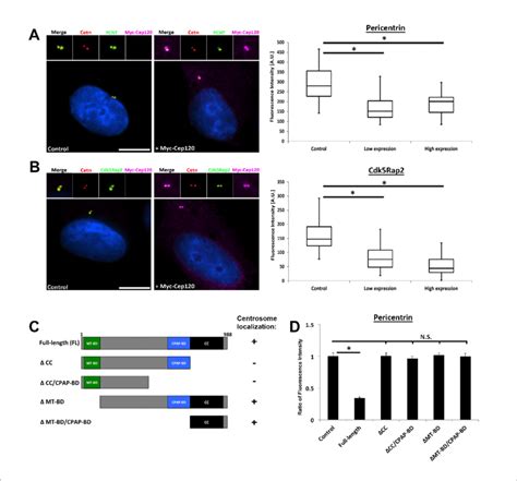 Overexpression Of Exogenous Cep120 Results In Decreased Centrosomal