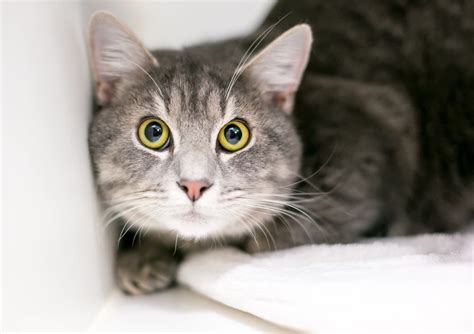 Why Do Cat Eyes Dilate