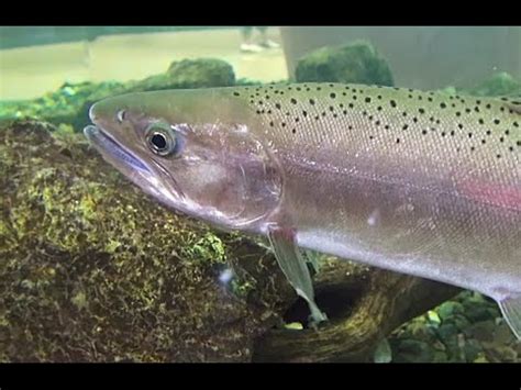 サクラマス Seemacherry Salmonmasu Salmon Oncorhynchus Masou Youtube