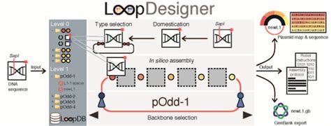 Loop Assembly A Simple And Open System For Recursive Fabrication Of Dna Circuits — Openplant