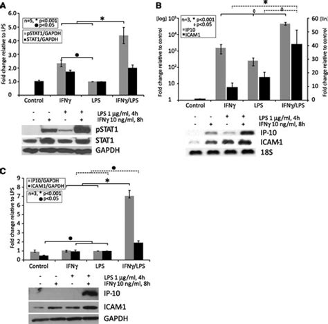 Stat1 Mediated Signal Integration Between Ifnγ And Lps Leads To