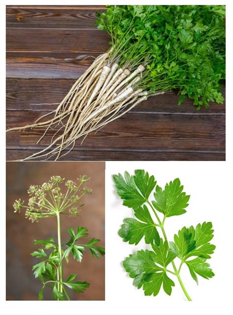 Parts Of The Parsley Diagram Quizlet