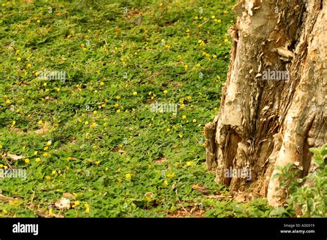 Flowering Shrubs Green Yellow Grass Rose Flowering Shrubs Clusters Landscape Cloudy Beautiful