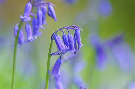 How To Plant And Grow English Bluebells Gardeners Path