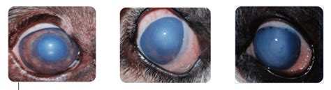 Dog Corneal Dystrophy